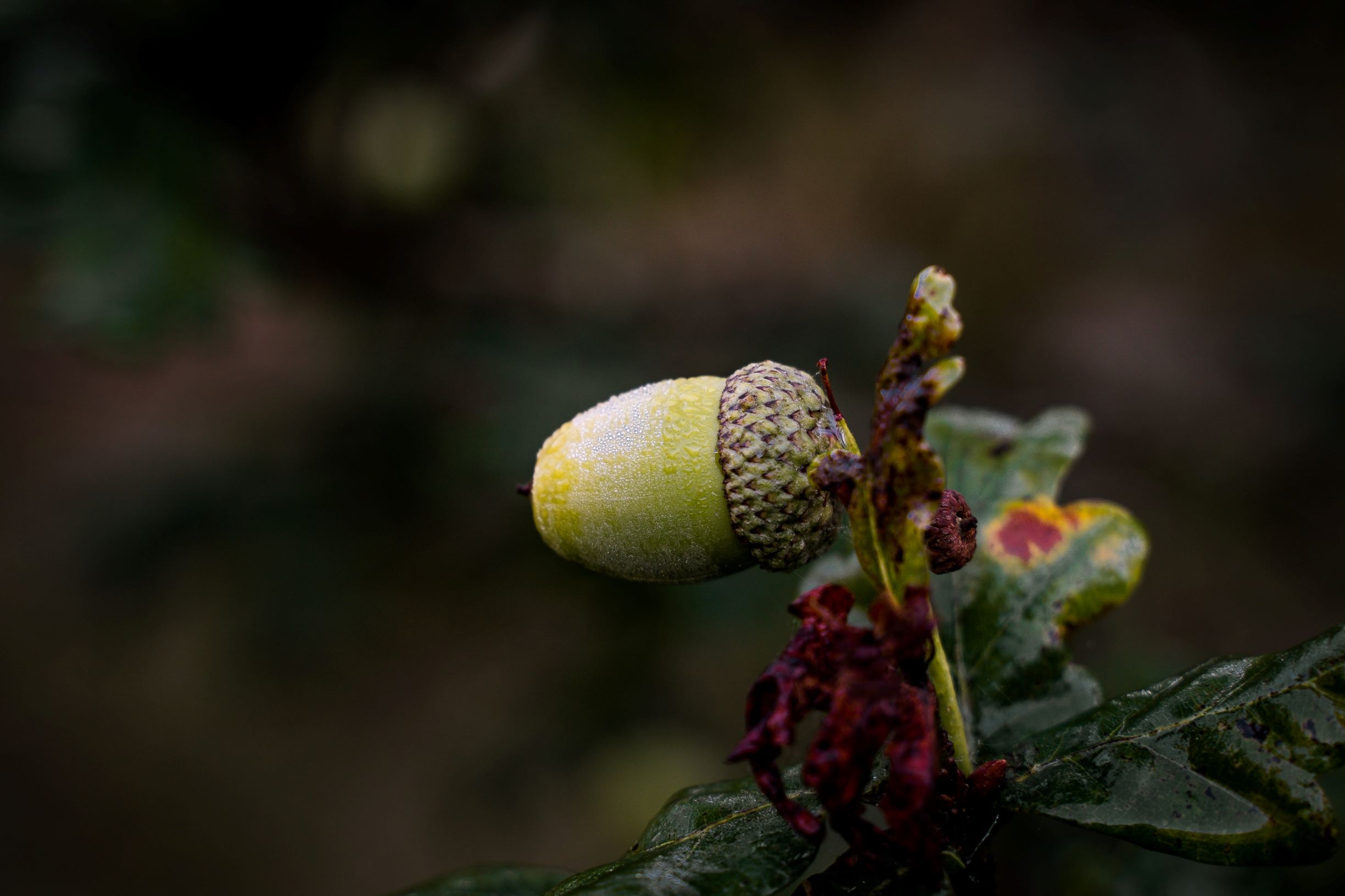 Chêne sessile, sens, usages, caractéristiques et symbolique | EcoTree