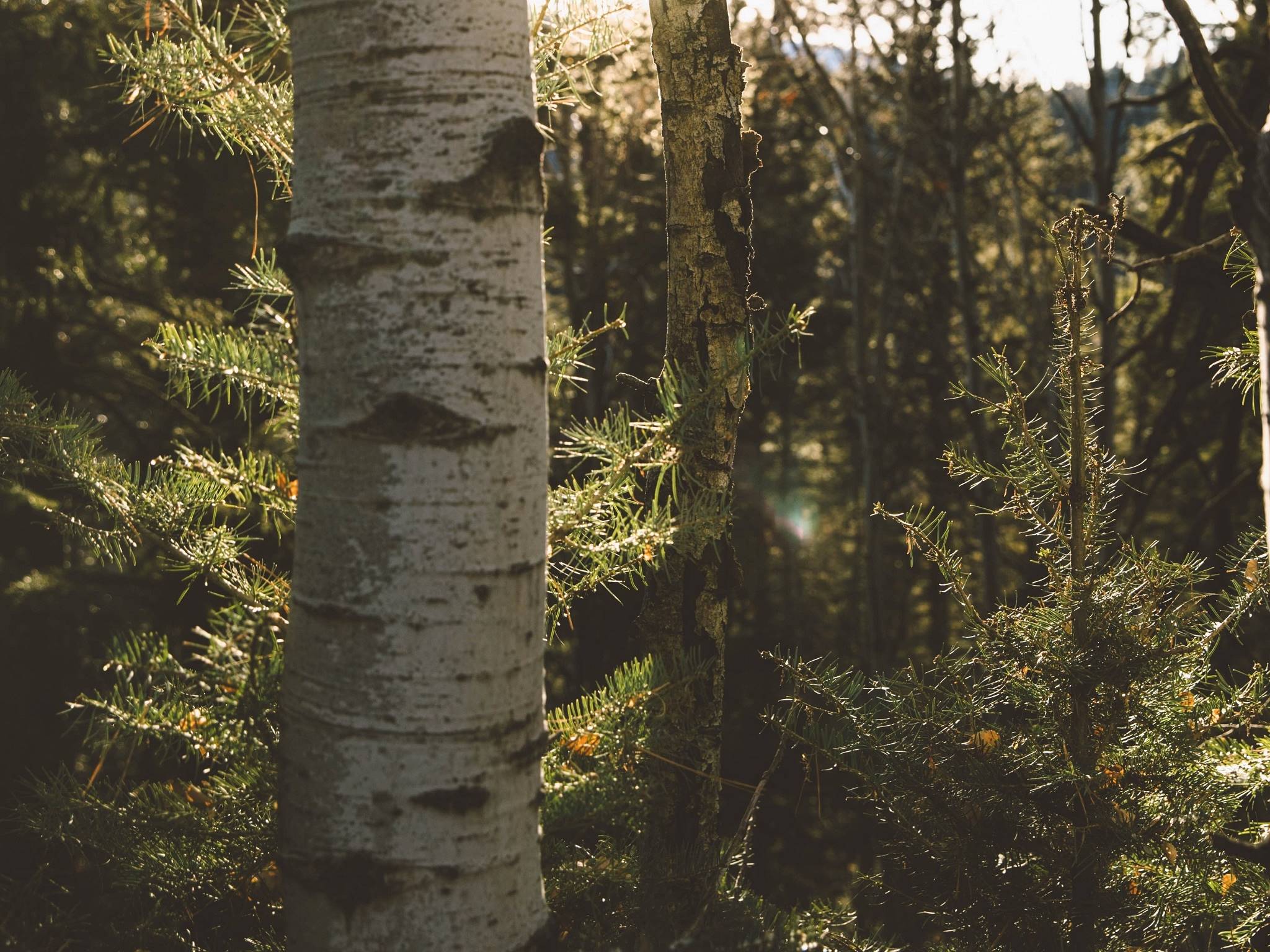 Poplar: Meaning & Usage | EcoTree