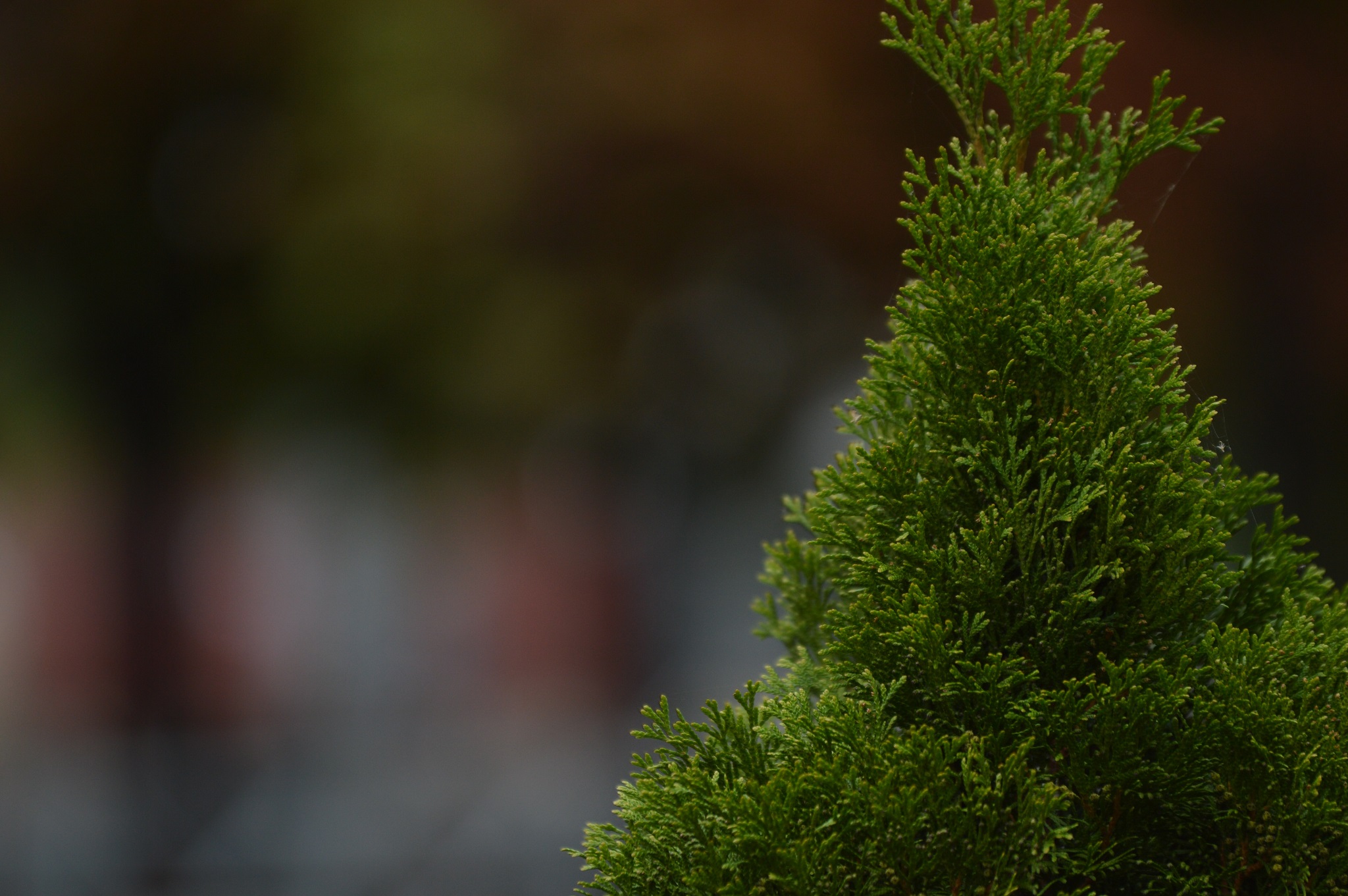 Red cedar: Meaning & Uses | EcoTree